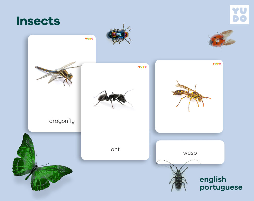 Insect cards - yudo montessori