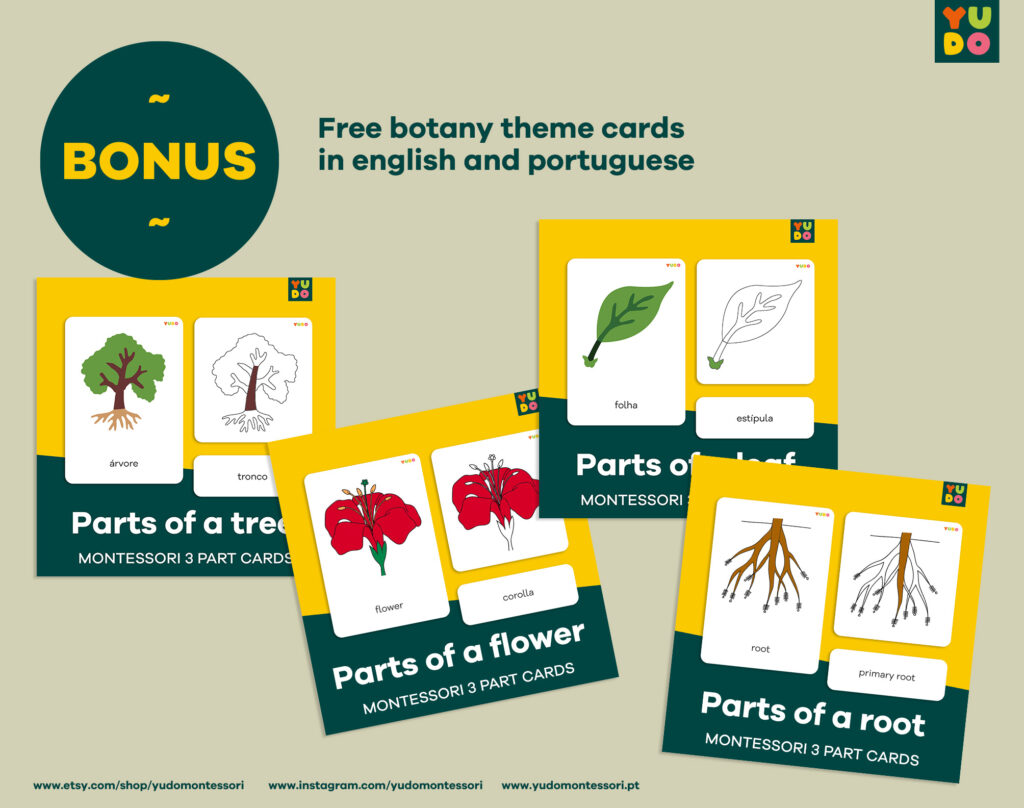 Botany cabinet control chart and cards - yudo montessori