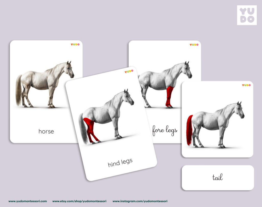 BUNDLE Parts of the horse activity - yudo montessori