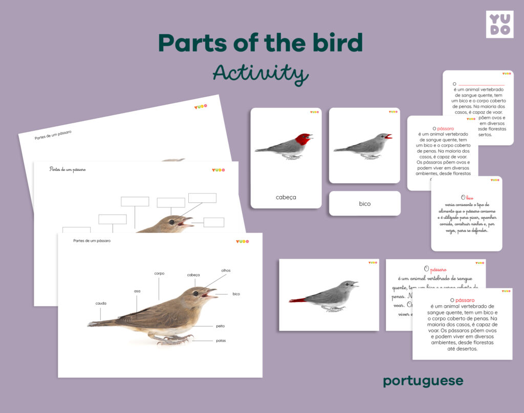 BUNDLE Parts of the bird activity in portuguese - yudo montessori