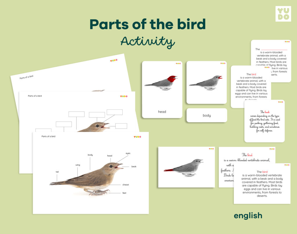 BUNDLE Parts of the bird activity - yudo montessori