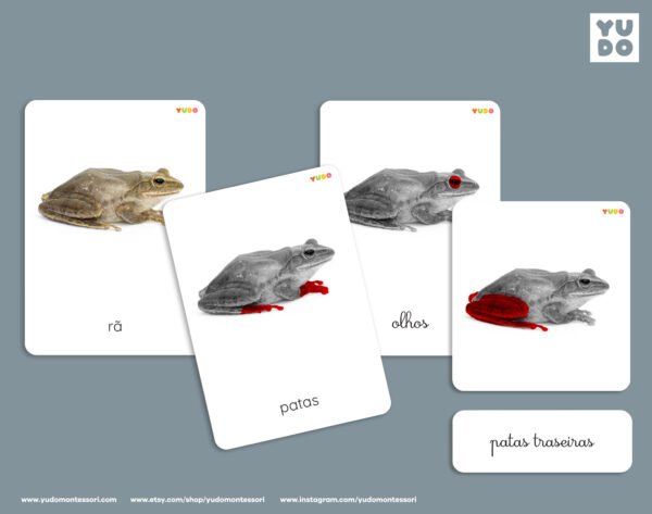Parts of the Frog Activity in Portuguese | Montessori Printable PDF