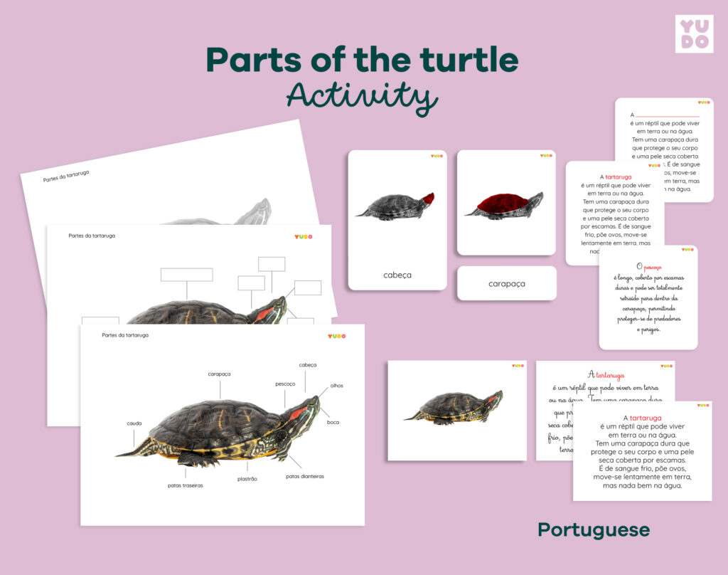 BUNDLE Parts of the turtle activity in portuguese - yudo montessori