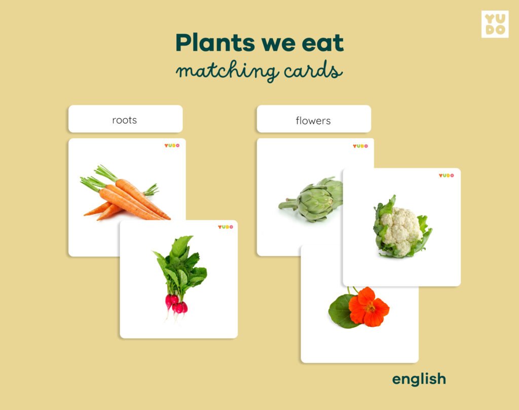 Plants We Eat Activity | Montessori Botany Sorting Cards